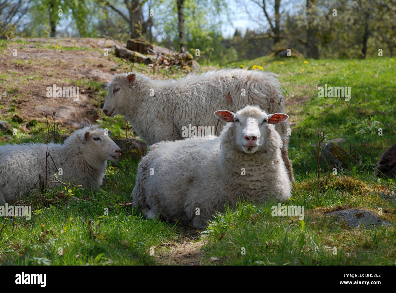 Sheep look hi-res stock photography and images - Alamy
