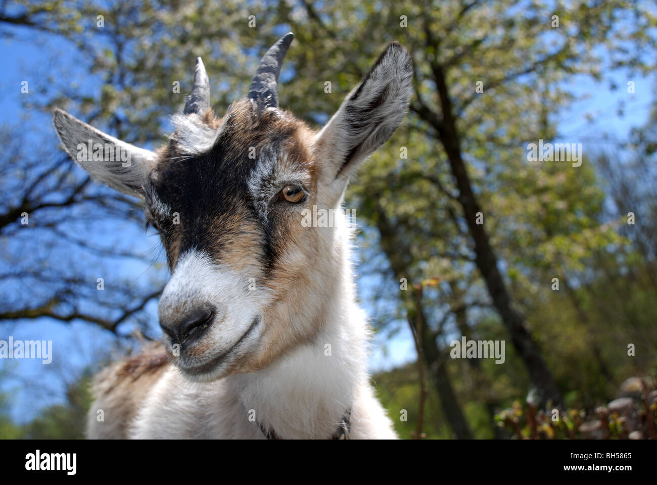Goat looking up hi-res stock photography and images - Alamy