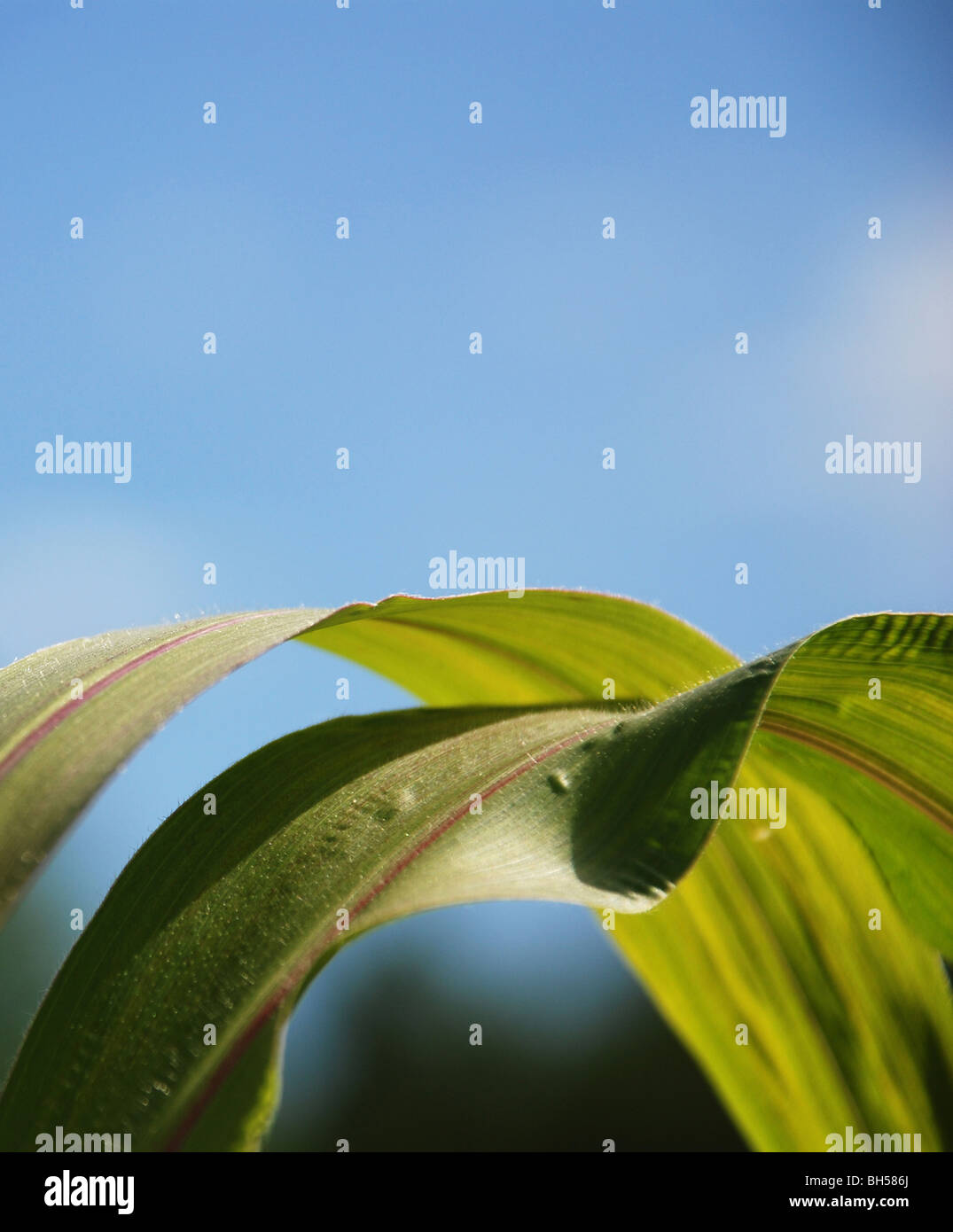 Leaf of maize Stock Photo - Alamy
