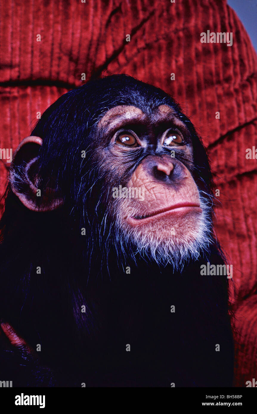 Chimpanzee nose hi-res stock photography and images - Alamy