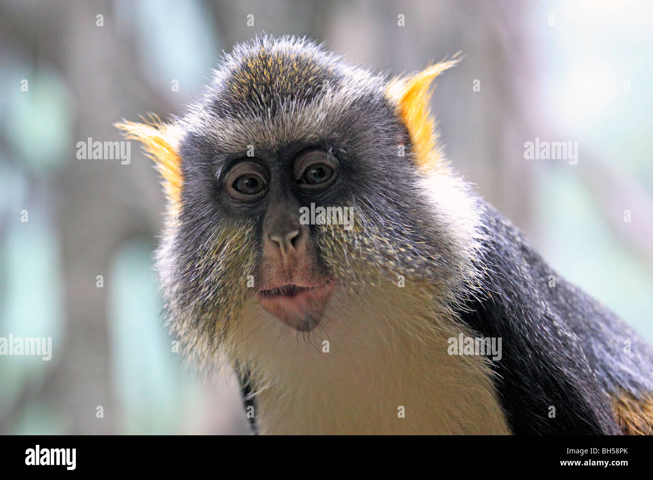 Monkey at Bronx Zoo, Bronx, NY Stock Photo - Alamy