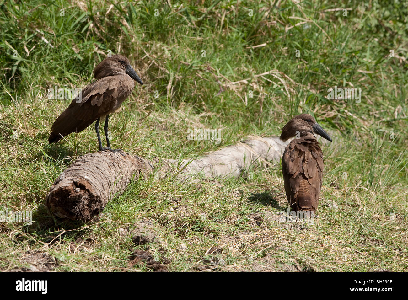 A pair of mature Hamerkop birds (Scopus umbretta) forage on the ground ...