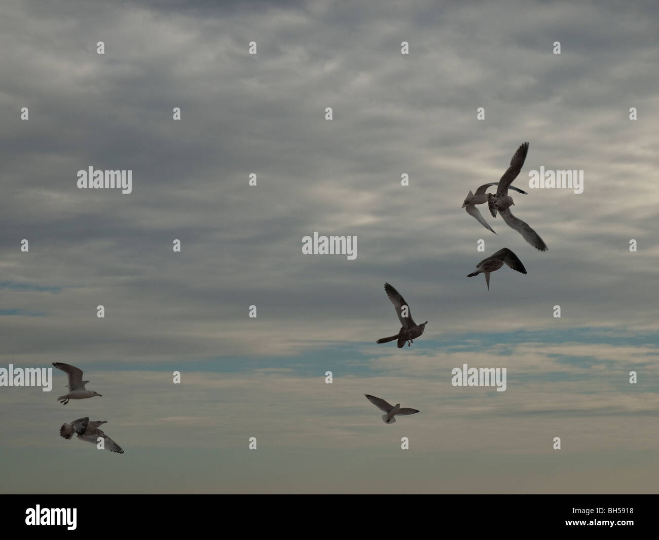Flying Sea gulls Seagulls, freedom, spread the wings, compete ...