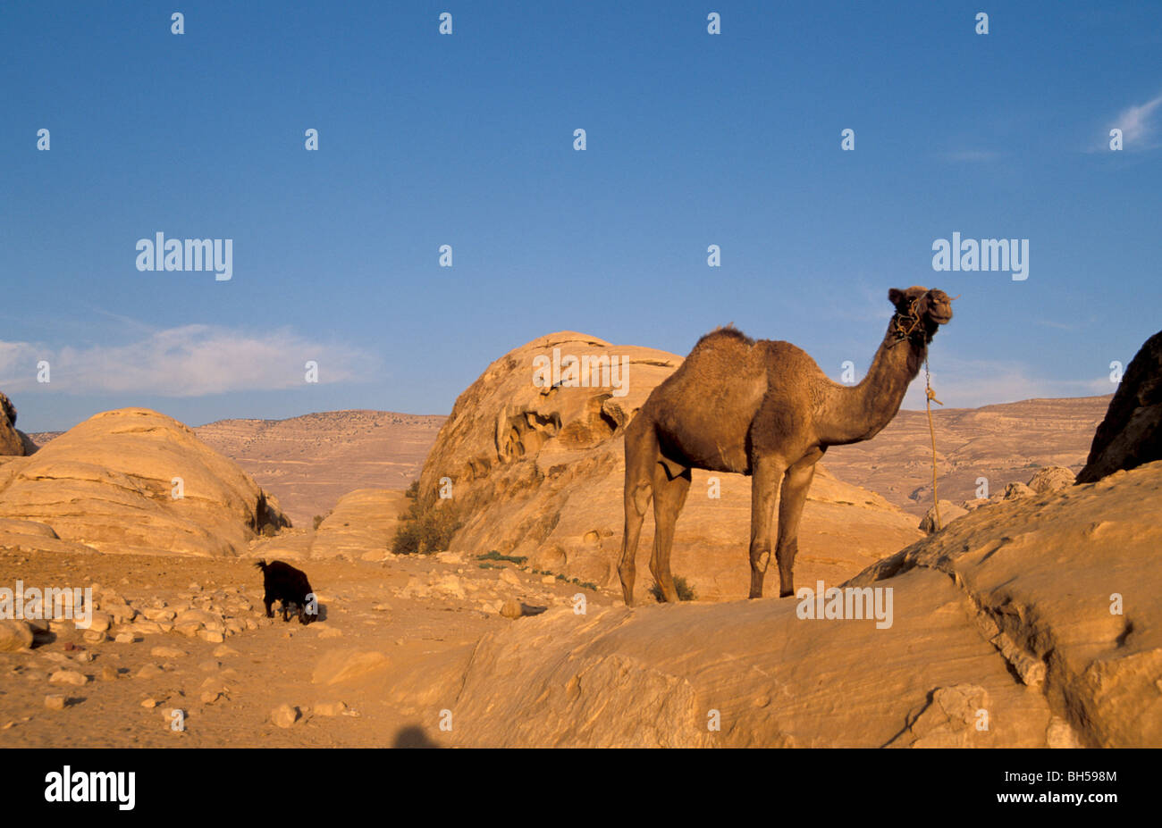 Jordan petra edom hi-res stock photography and images - Alamy