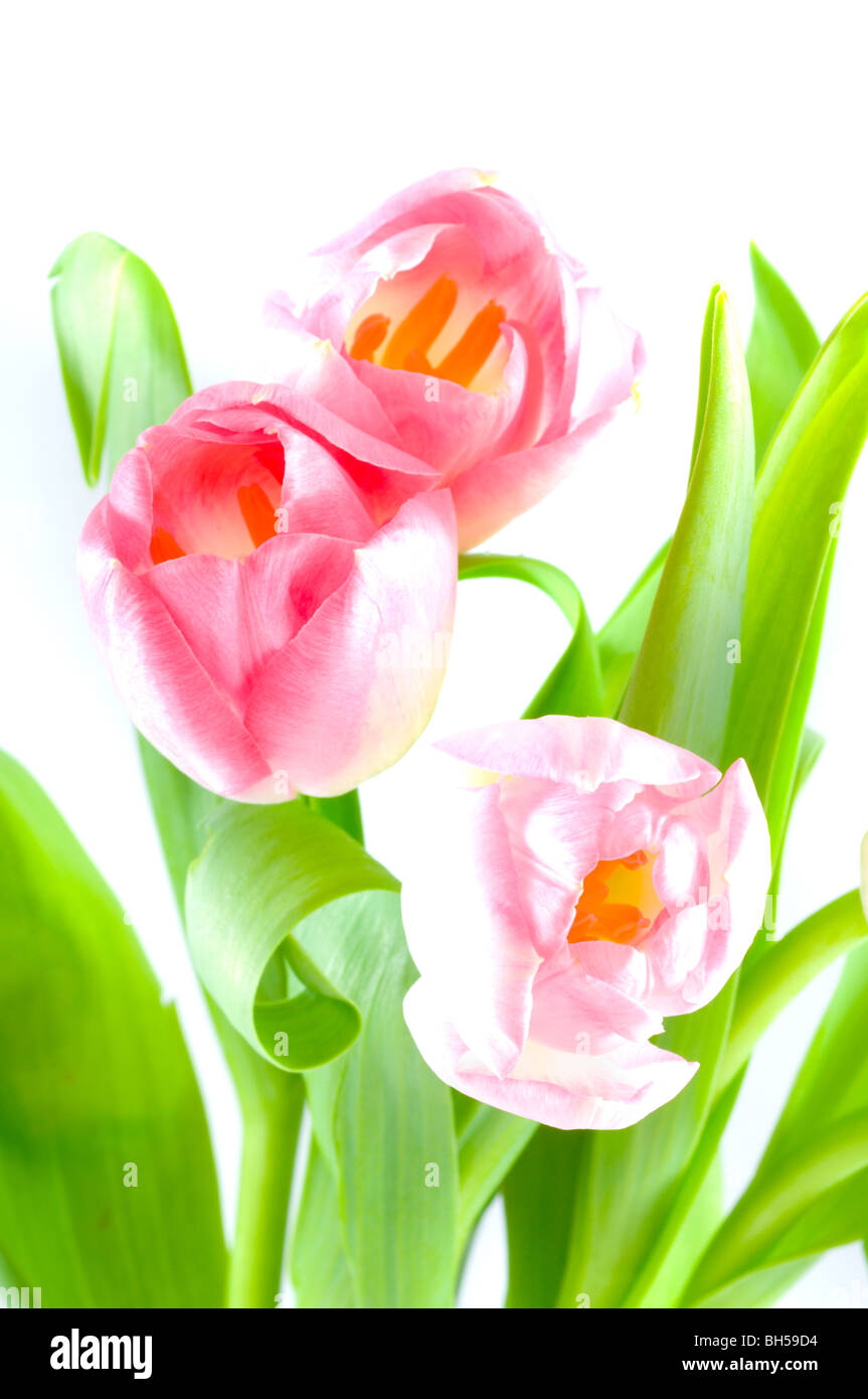 Tulip flower. Isolation on the white Stock Photo - Alamy