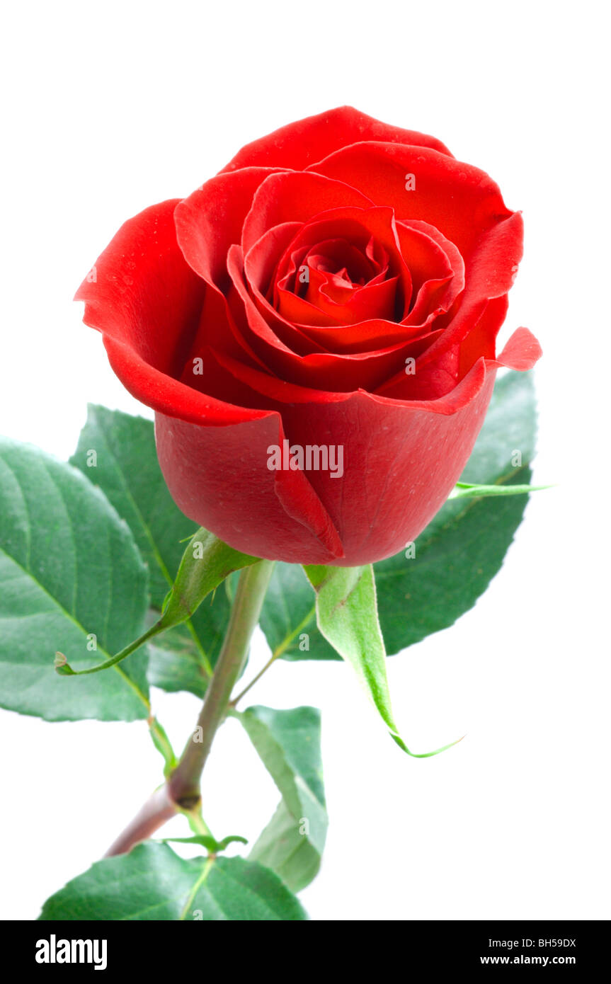 Beautiful rose. Isolation on white Stock Photo - Alamy