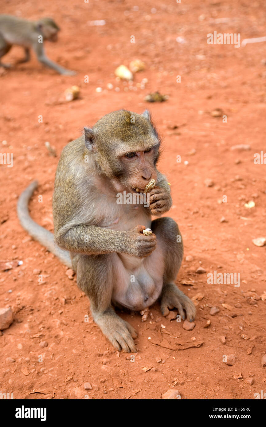 Monkeys feeding on corn and nuts - Thailand Stock Photo - Alamy