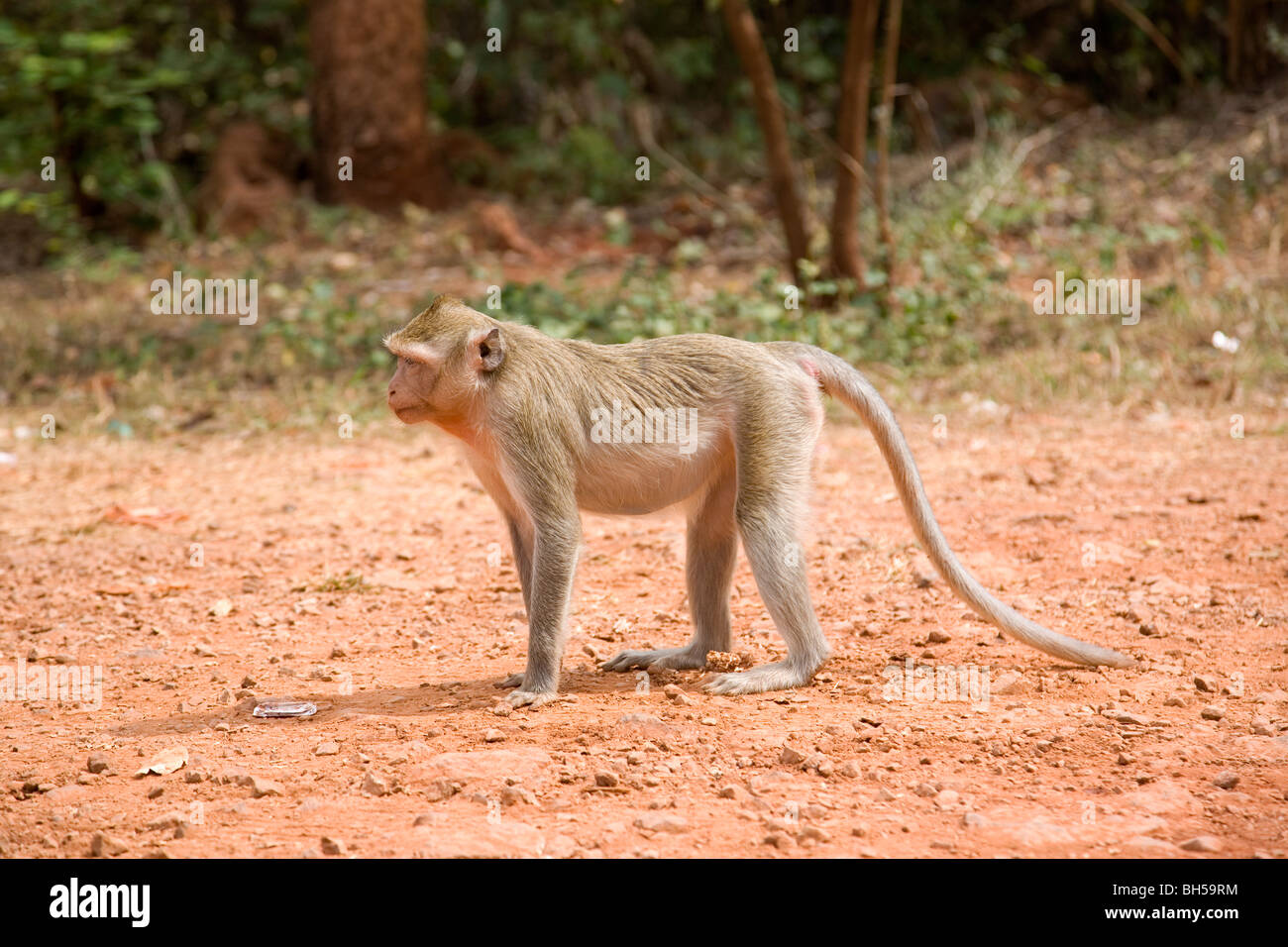 Monkey - Thailand Stock Photo - Alamy