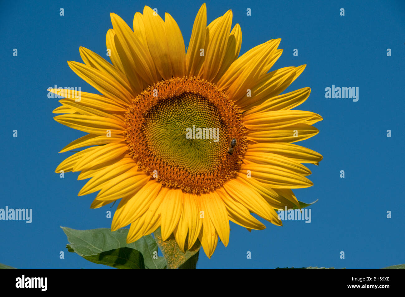 Giant sunflower face hi-res stock photography and images - Alamy