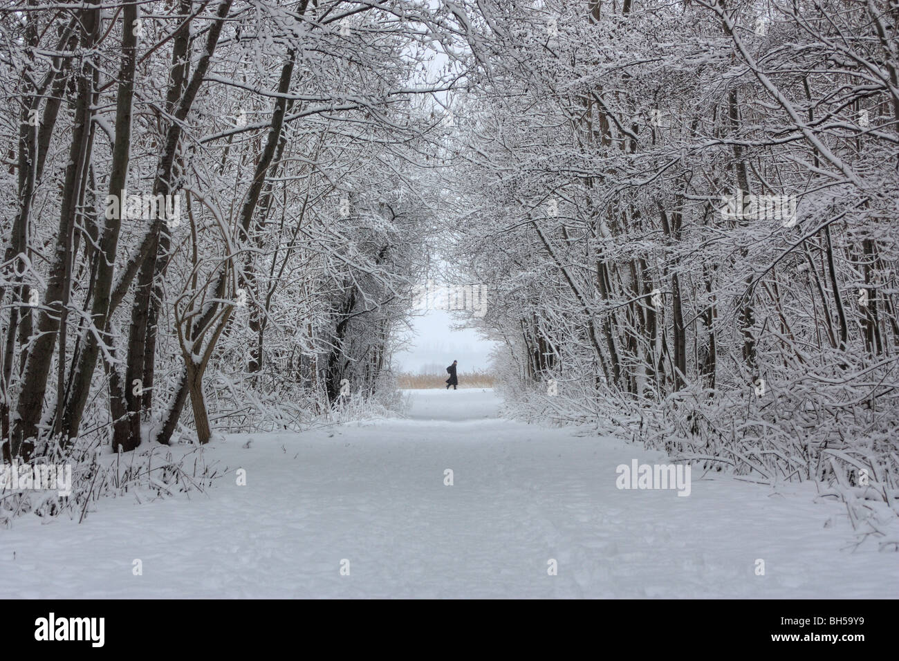 Snow forrest winter scenery Stock Photo - Alamy
