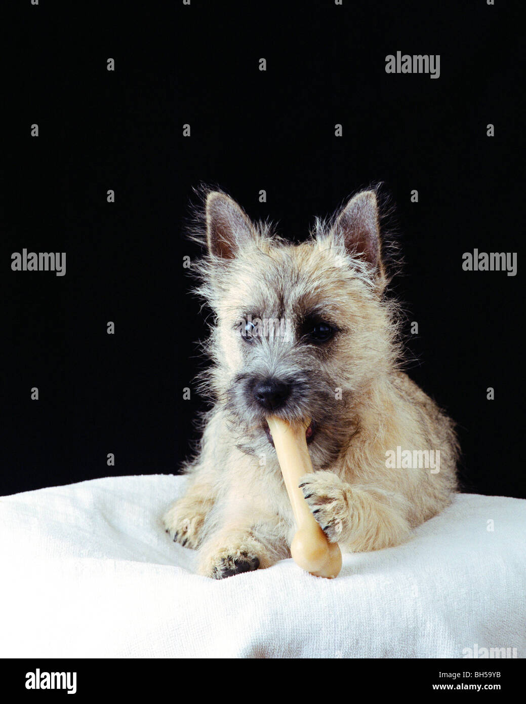 Wheaten Terrier Puppy Stock Photos & Wheaten Terrier Puppy Stock Images ...