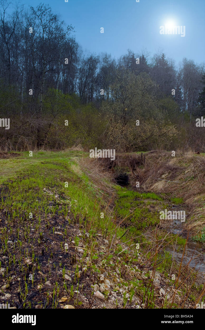 Landscape with birches Stock Photo - Alamy