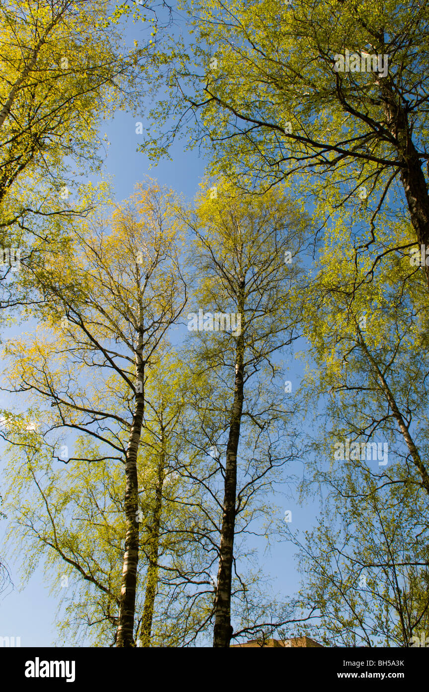 Landscape with birches Stock Photo - Alamy