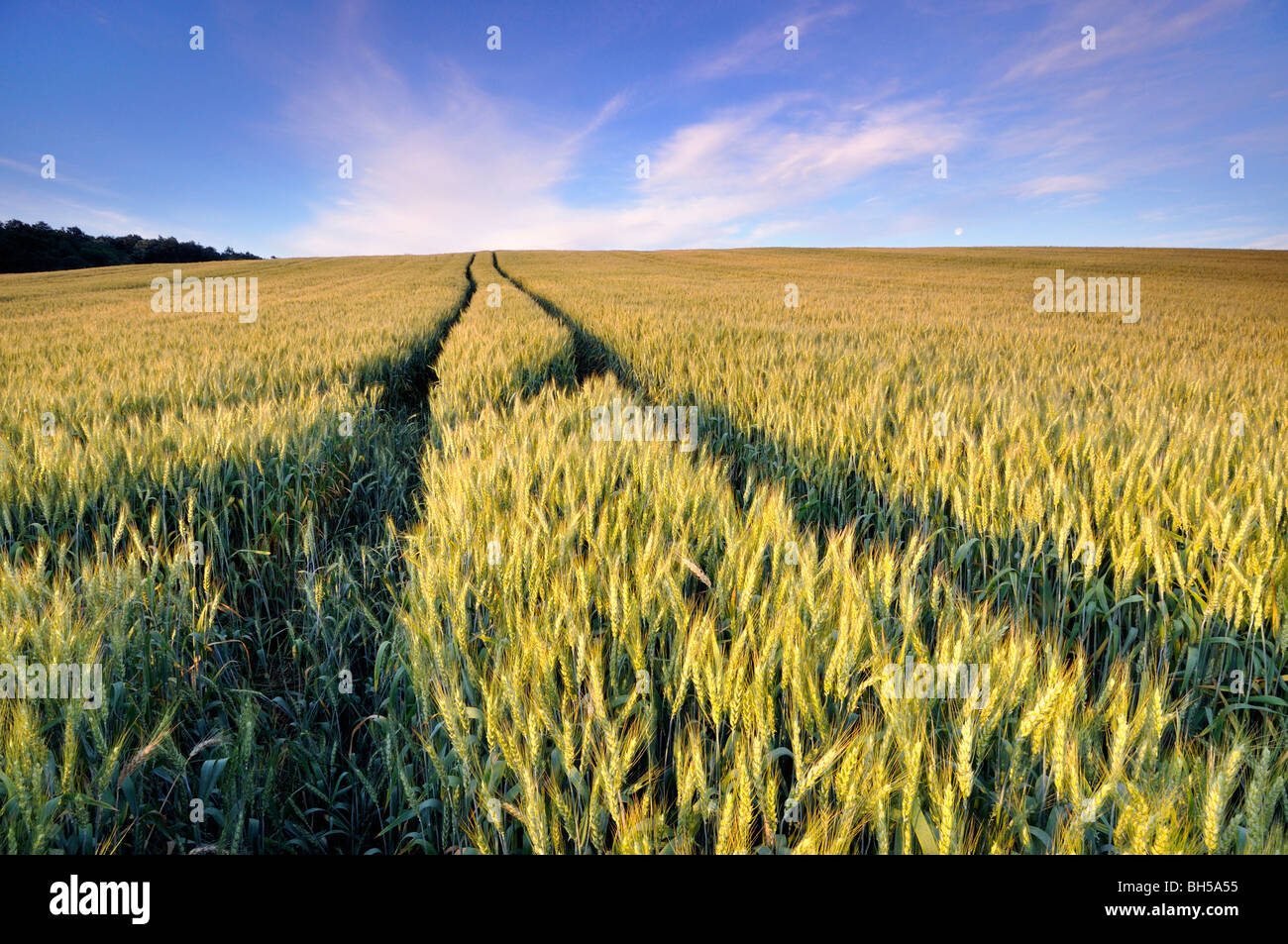 Wheat field in the morning Stock Photo - Alamy