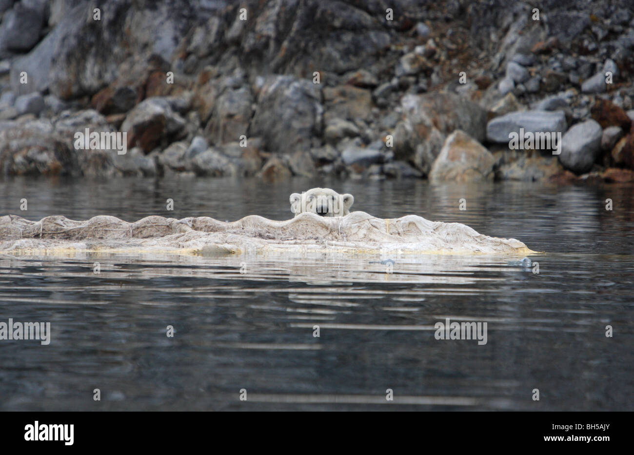 Polar Bear in the water peeping out from behind the backbone of a dead ...