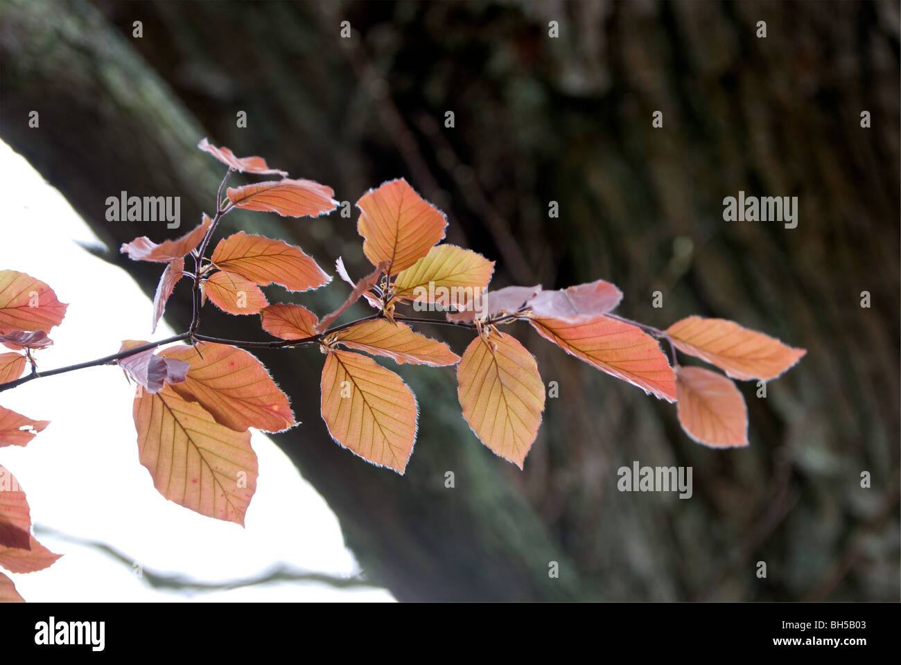 Backlit beech leaf hi-res stock photography and images - Alamy