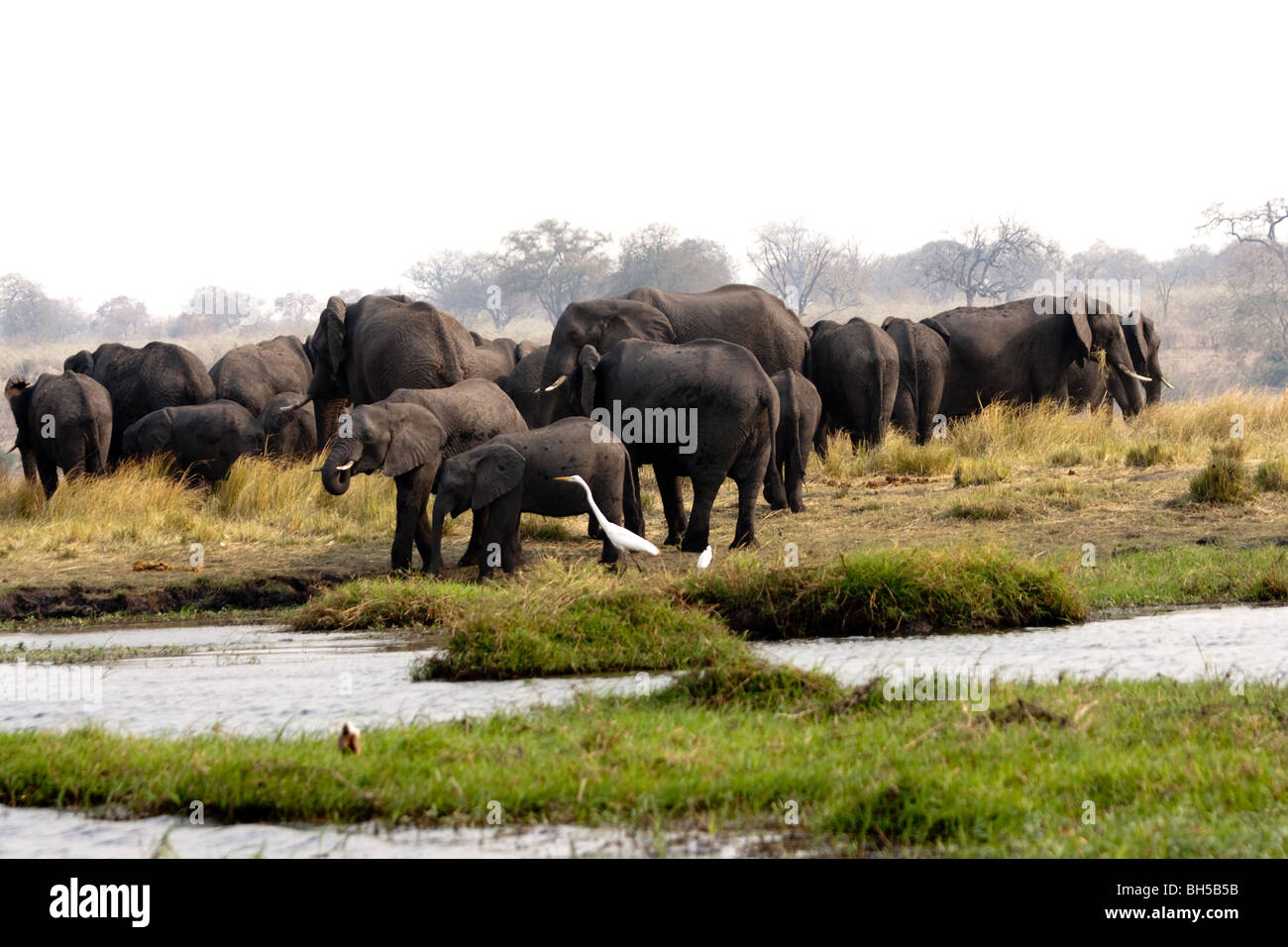 Elephants crossing river Stock Photo - Alamy