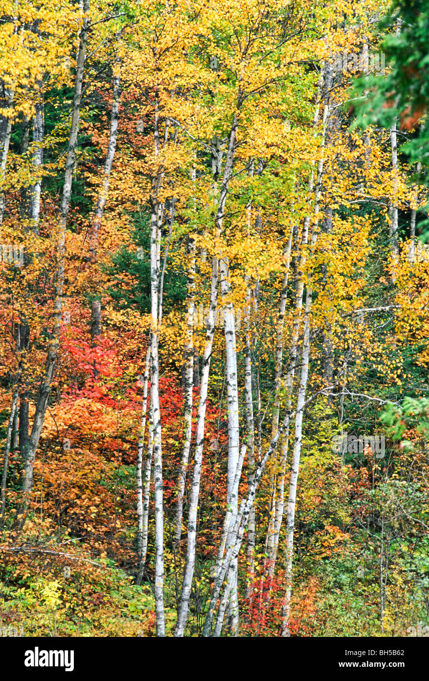 Birch trees in full fall color in northern Minnesota Stock Photo - Alamy