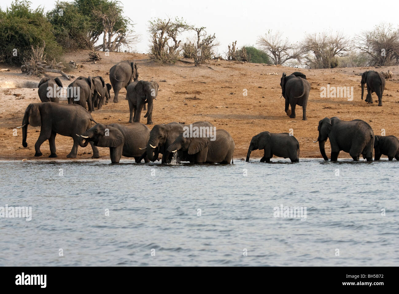 Elephants crossing river Stock Photo - Alamy