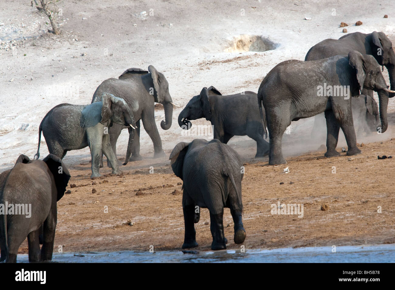Elephants crossing river Stock Photo - Alamy
