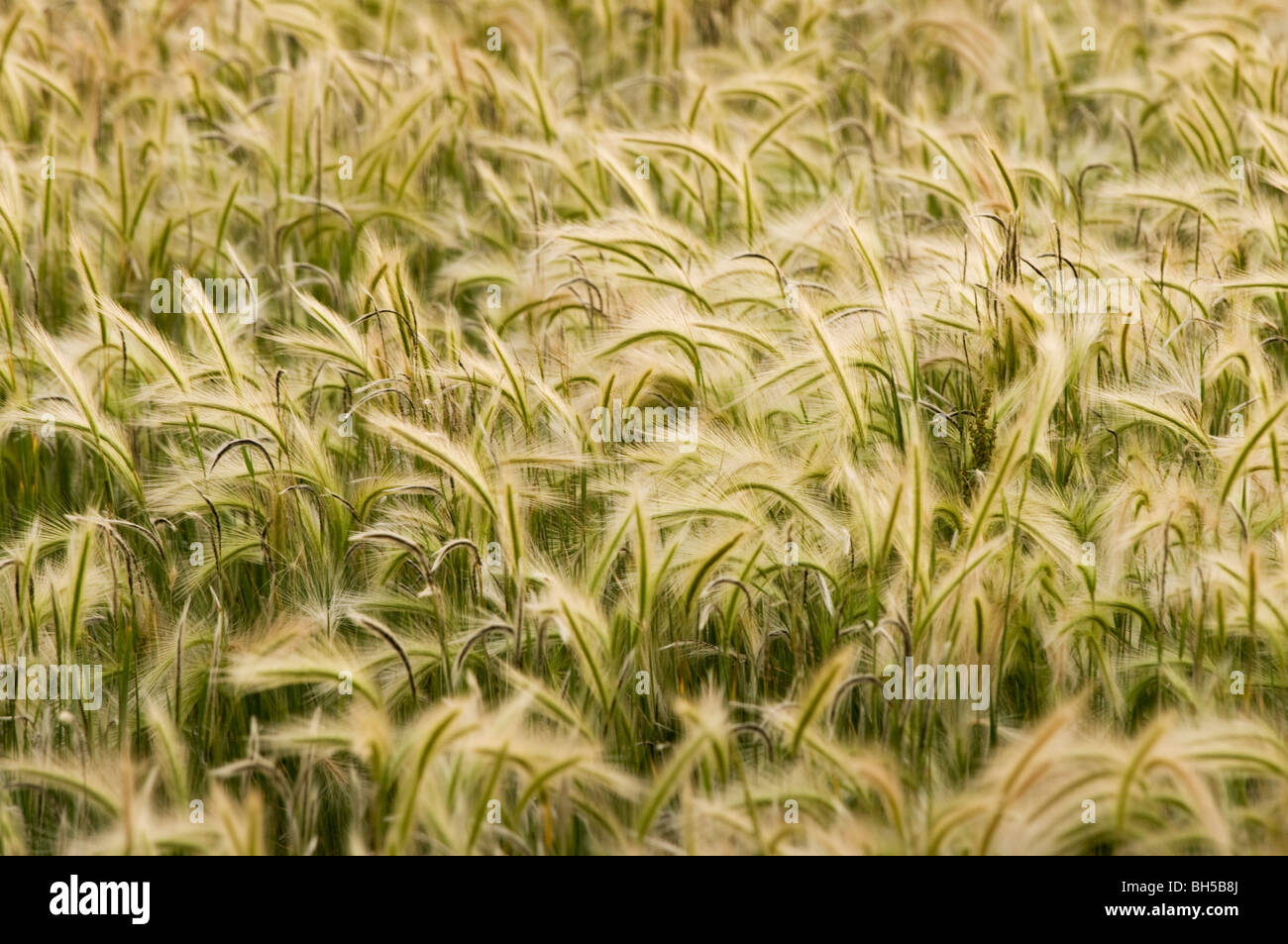 Foxtail grass hi-res stock photography and images - Alamy