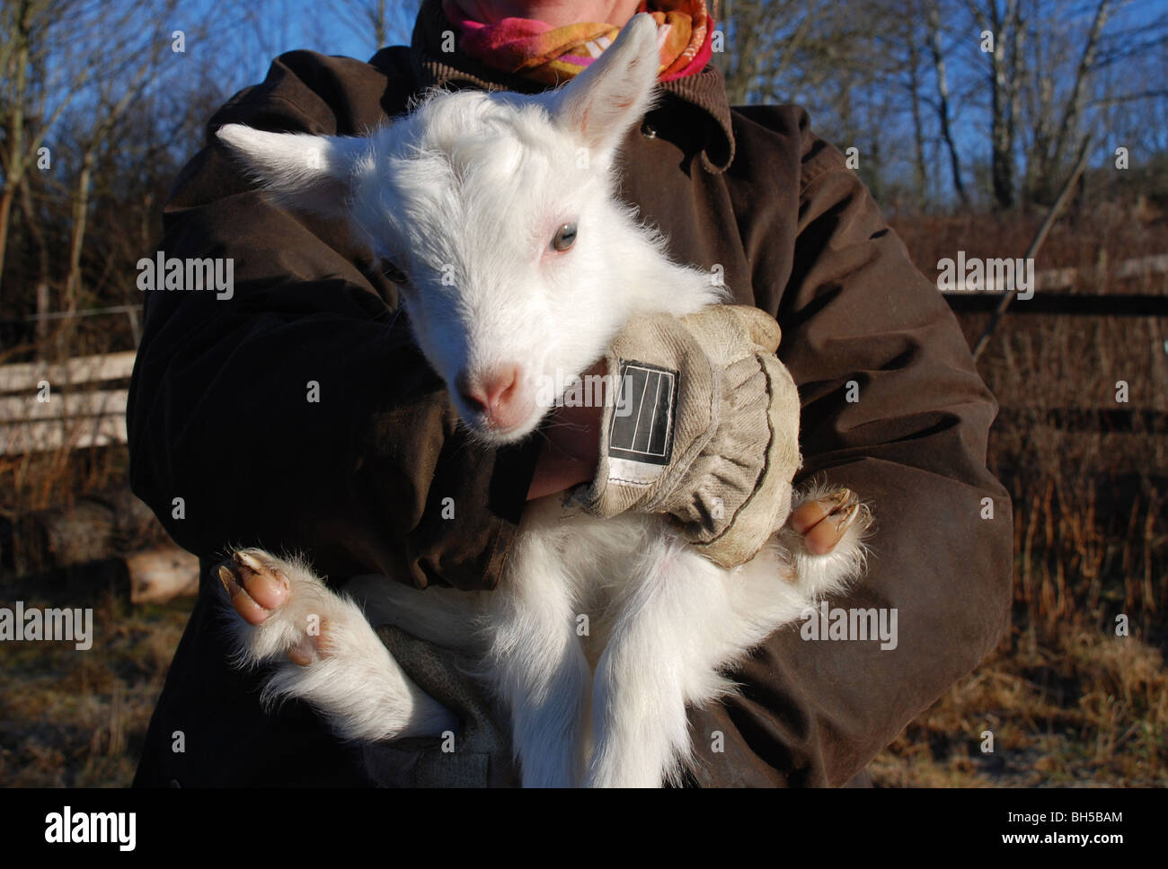 carry a goat Stock Photo - Alamy