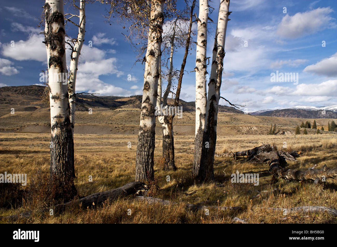 Aspen trees. Lamar Valley, Yellowstone National Park, Wyoming Stock ...