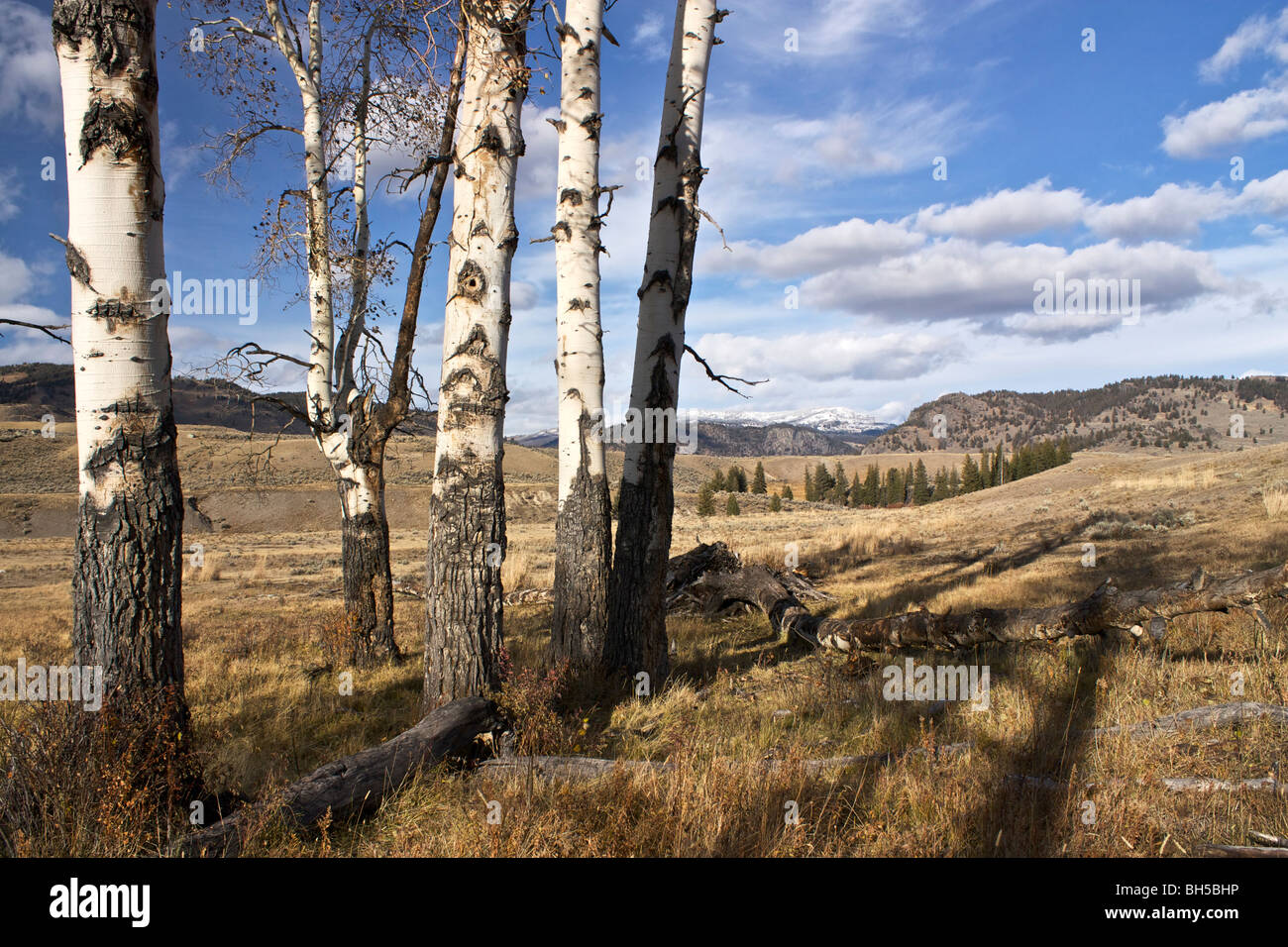 Aspen trees yellowstone hi-res stock photography and images - Alamy