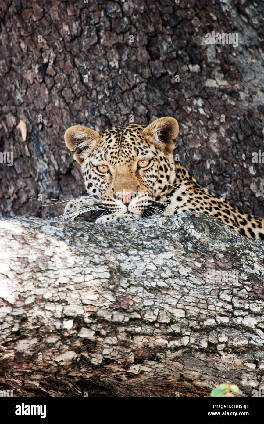 Jaguar in tree Stock Photo - Alamy
