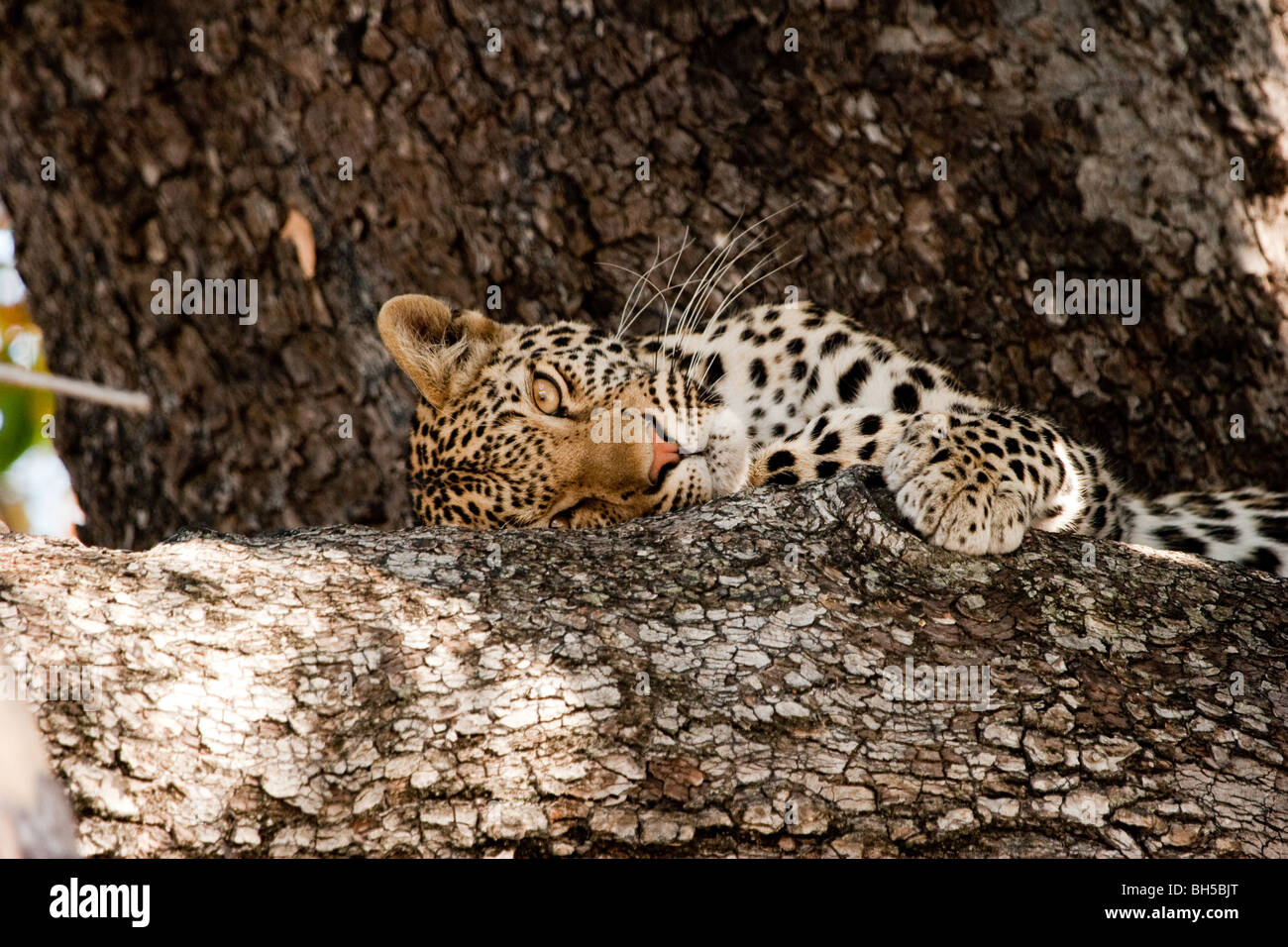 Jaguar in tree Stock Photo - Alamy