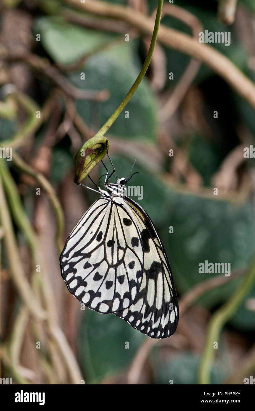 Tree Nymph Butterfly: Idea leuconoe Stock Photo - Alamy