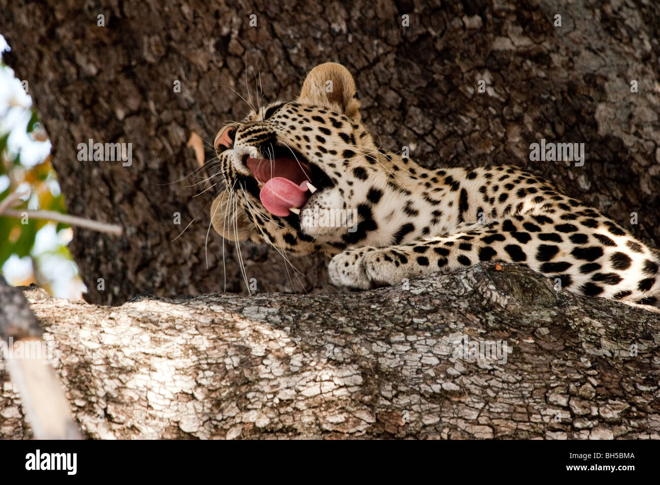 Jaguar in tree Stock Photo - Alamy