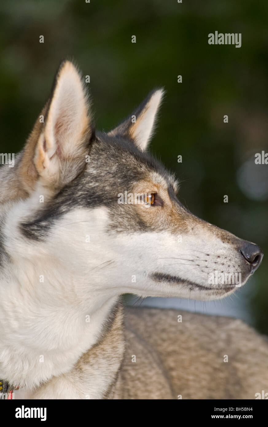 Siberian Husky race meeting at Glenmore Forest in The Cairngorms ...
