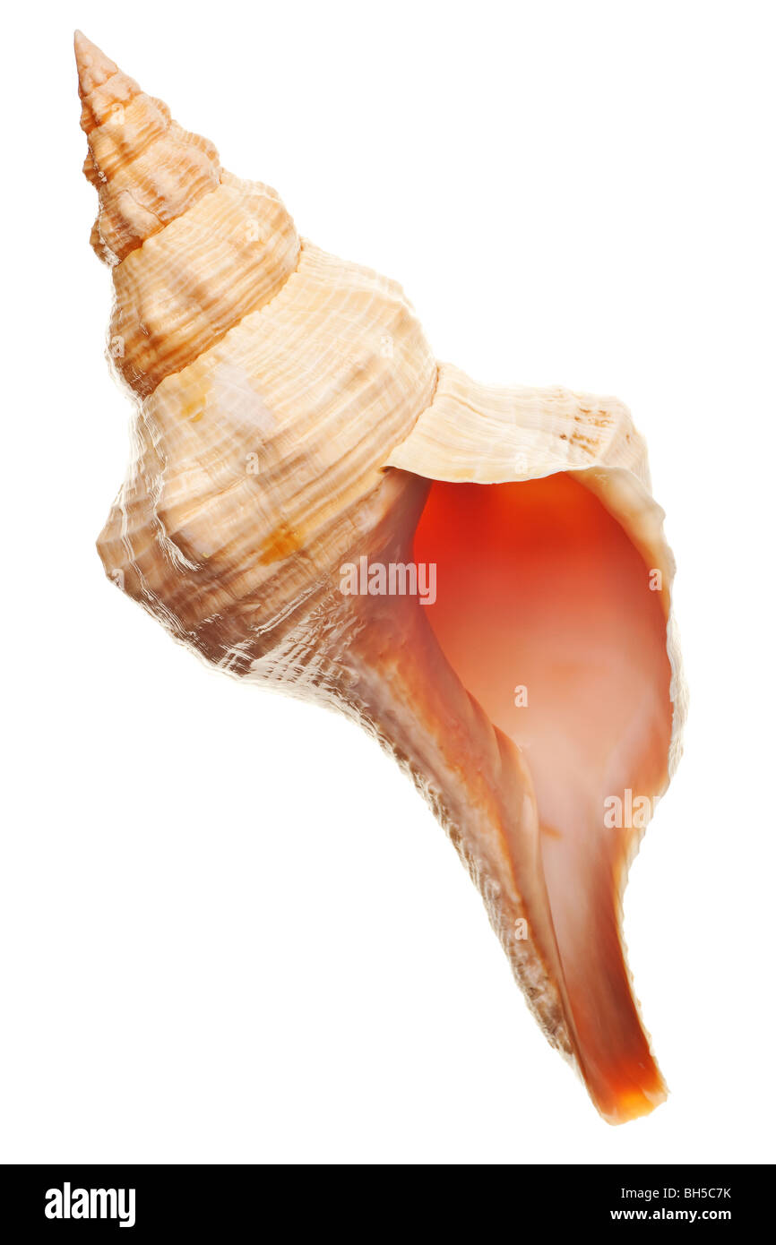 seashell isolated on pure white background Stock Photo - Alamy