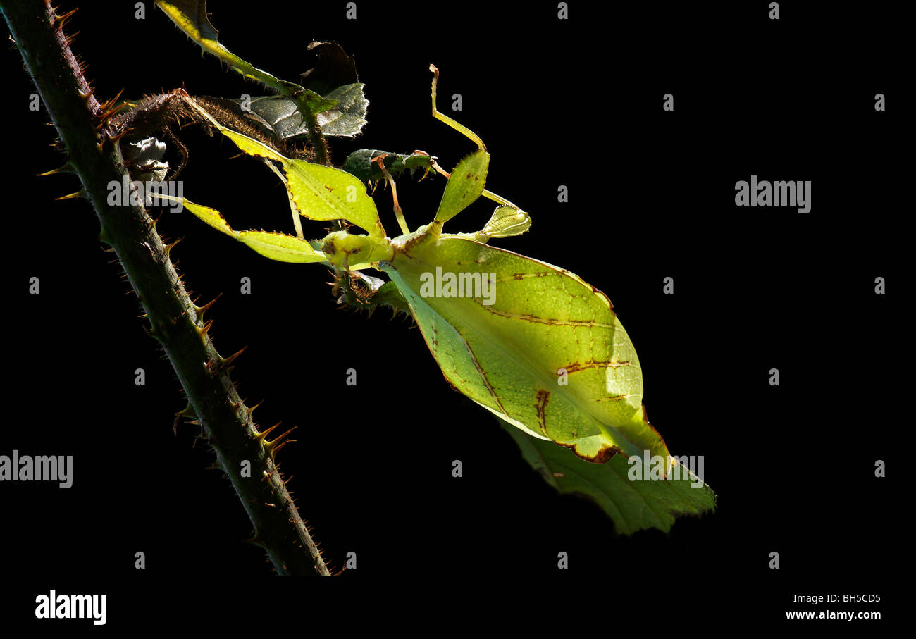 Phyllium Sp. philippines leaf insect eating eat backlight translucent ...