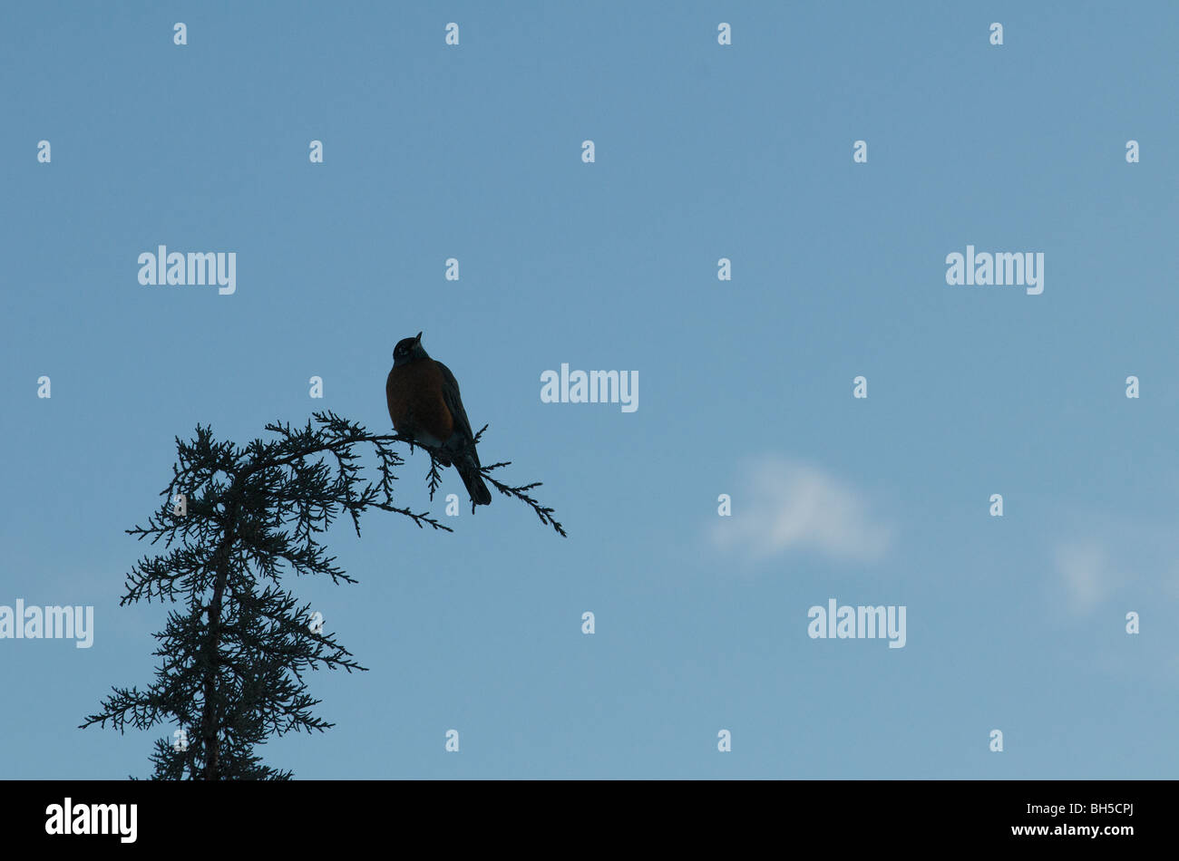 A bird perched in a tree Stock Photo - Alamy