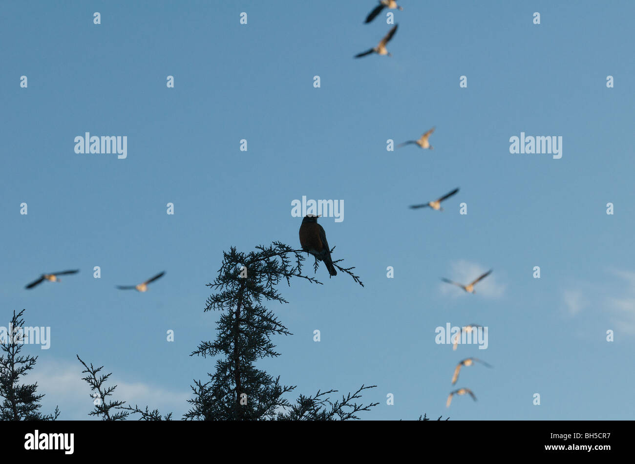 A bird perched in a tree Stock Photo - Alamy