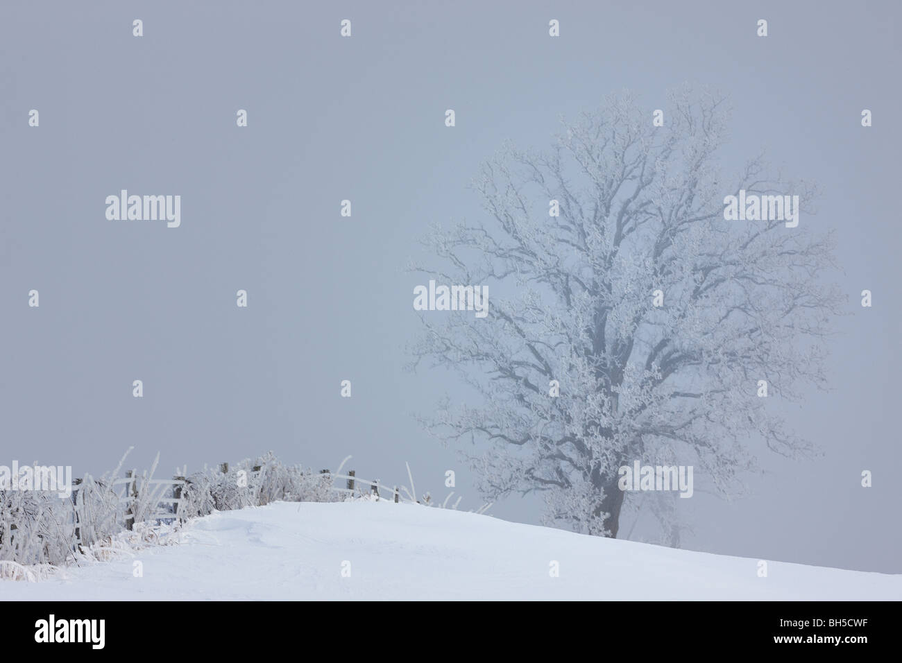 Hoar Frost Covered Tree in mid winter Stock Photo - Alamy