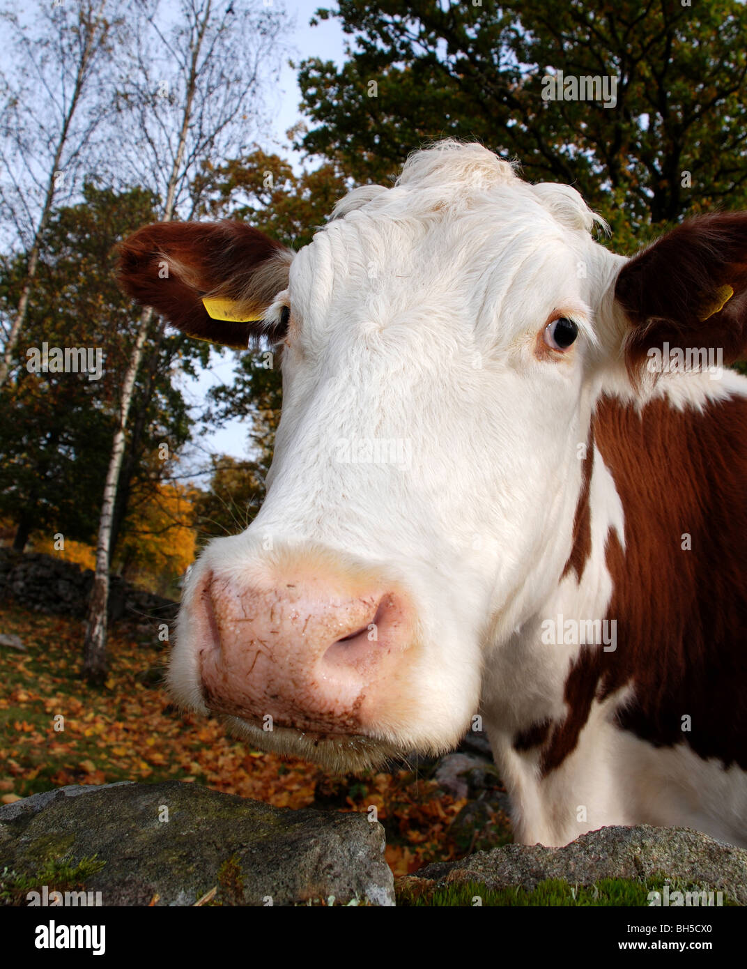 Cow face close up hi-res stock photography and images - Alamy