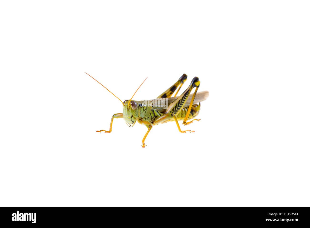Grasshopper species Cut Out Stock Images & Pictures - Alamy
