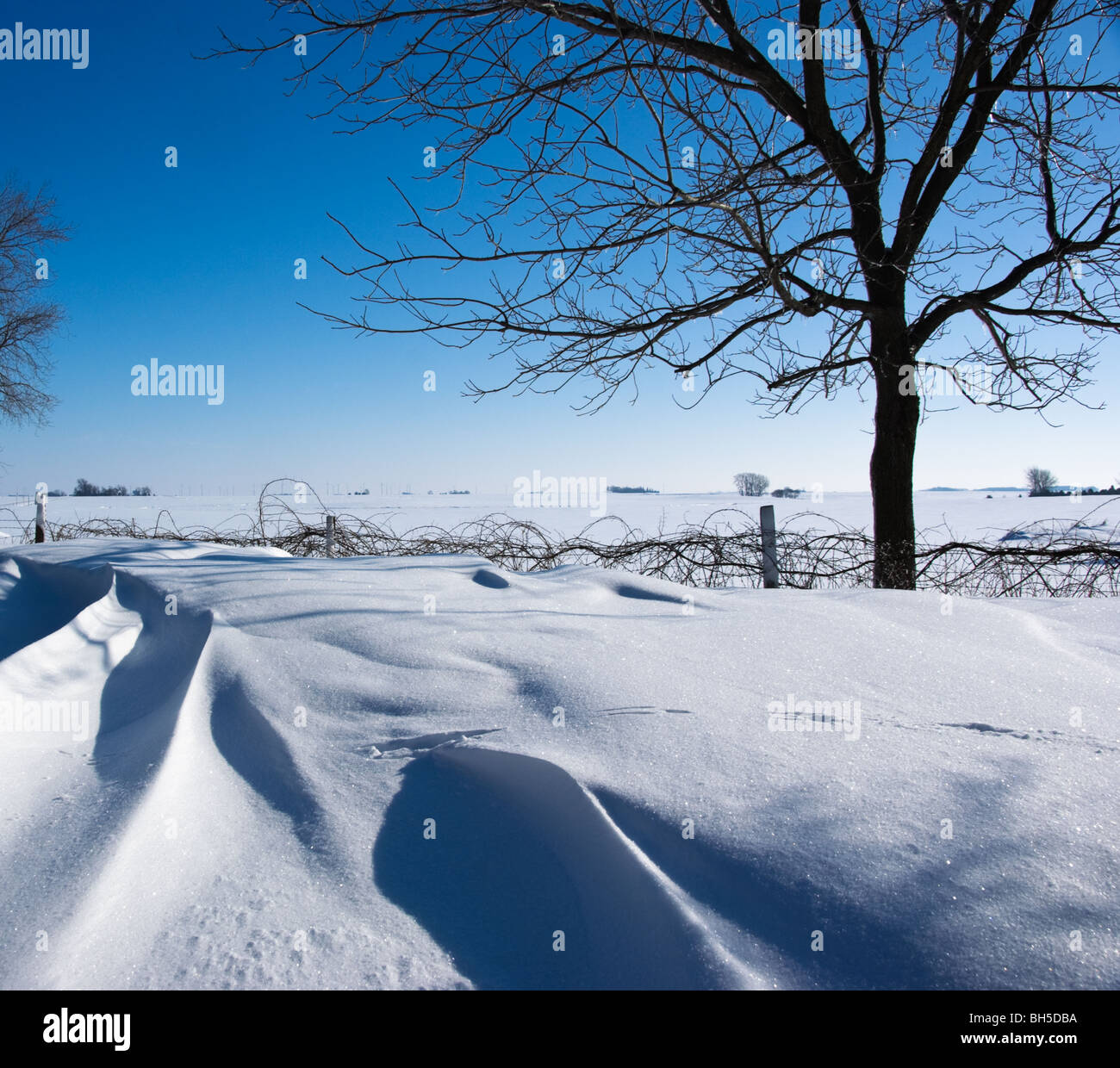 A fluted line of snow drifts meets an old fence covered in grape vines ...