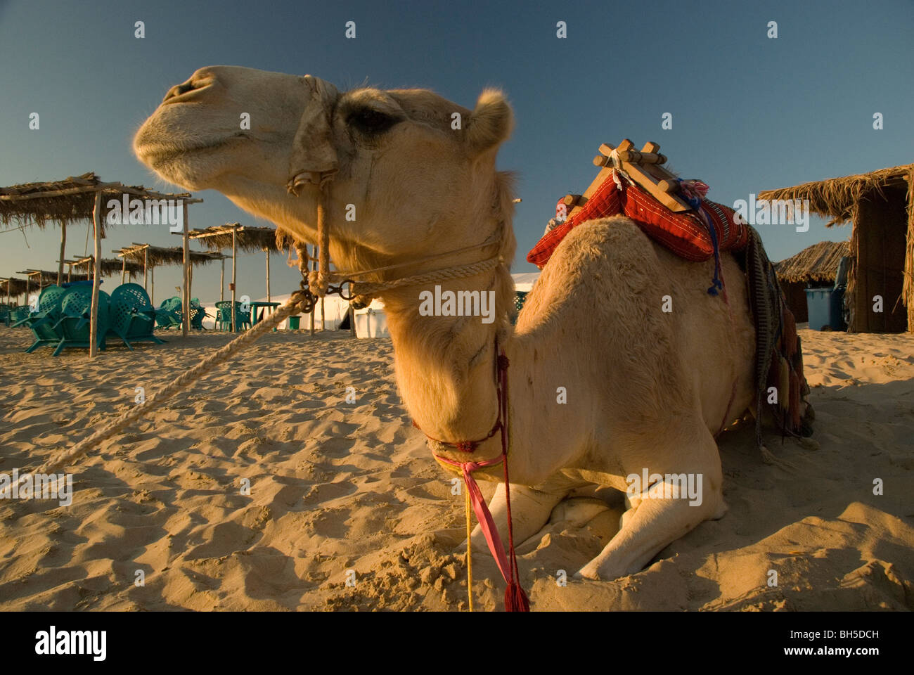 Camel sitting hi-res stock photography and images - Alamy