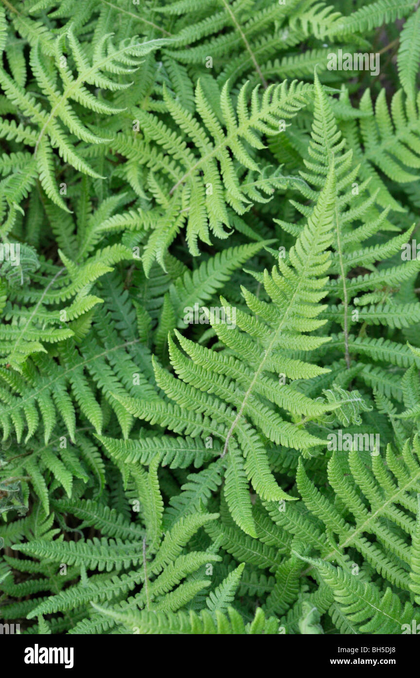 Long beech fern (Phegopteris connectilis Stock Photo - Alamy