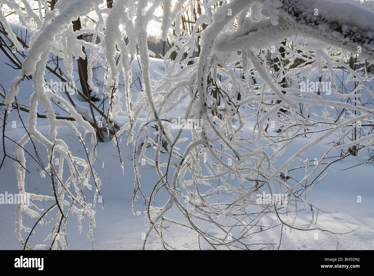 Tree branches branch hi-res stock photography and images - Alamy