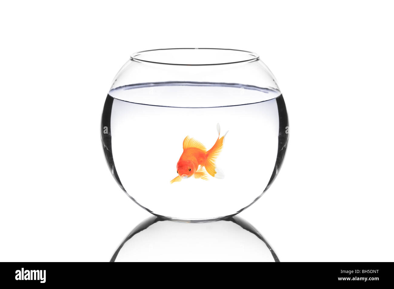 Gold fish bowl hi-res stock photography and images - Alamy