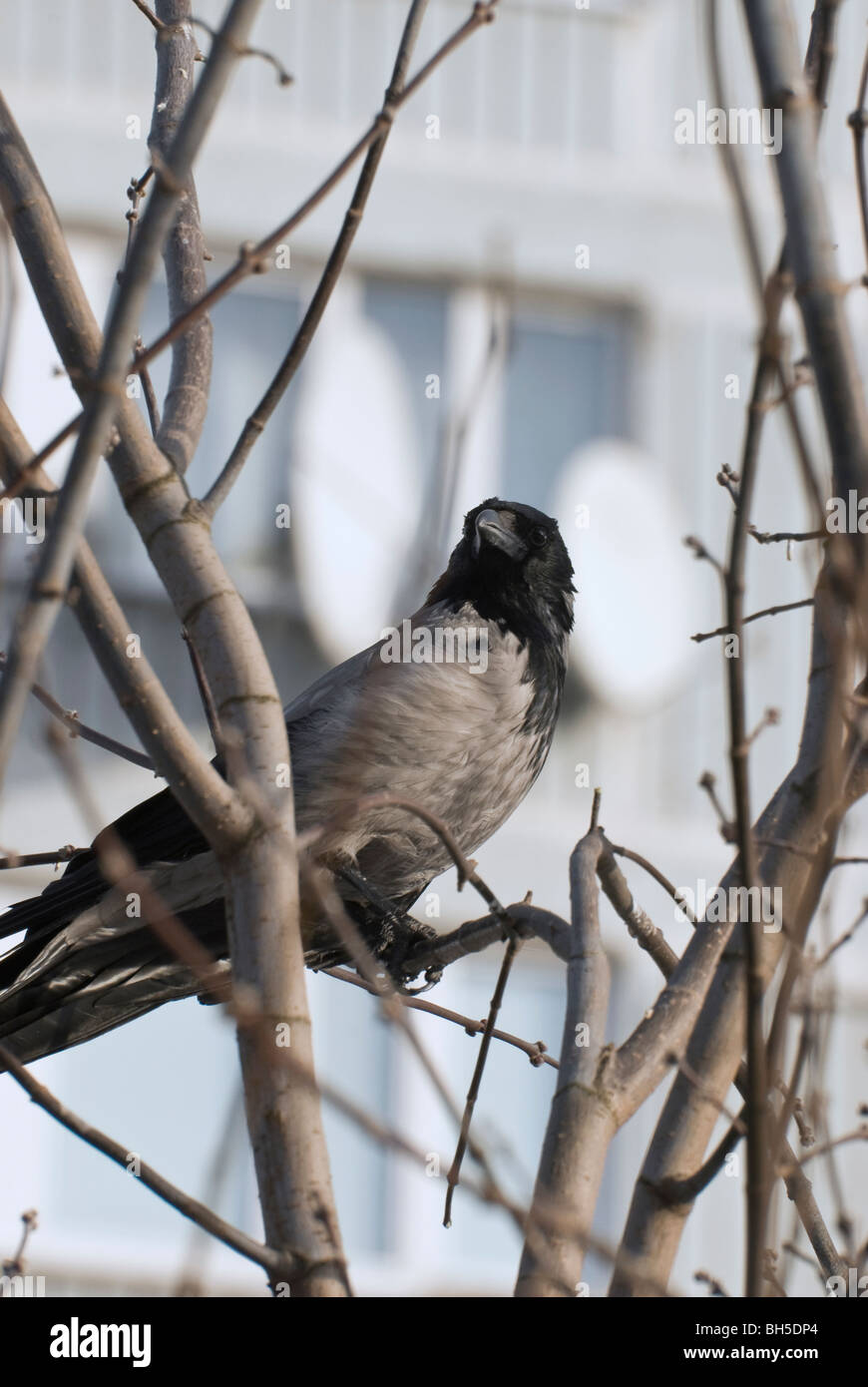 Raven sitting on the tree branch Stock Photo - Alamy