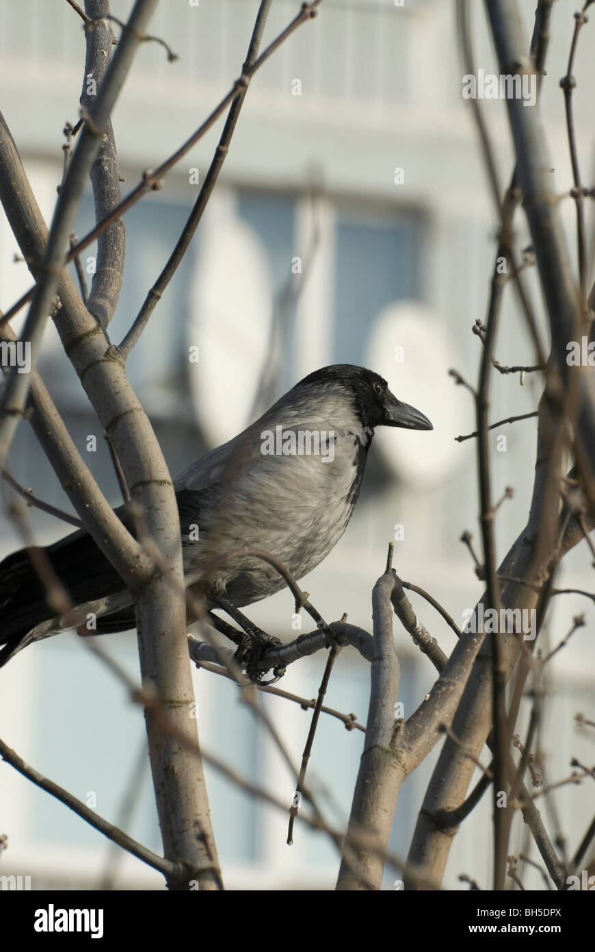 Raven sitting on the tree branch Stock Photo - Alamy