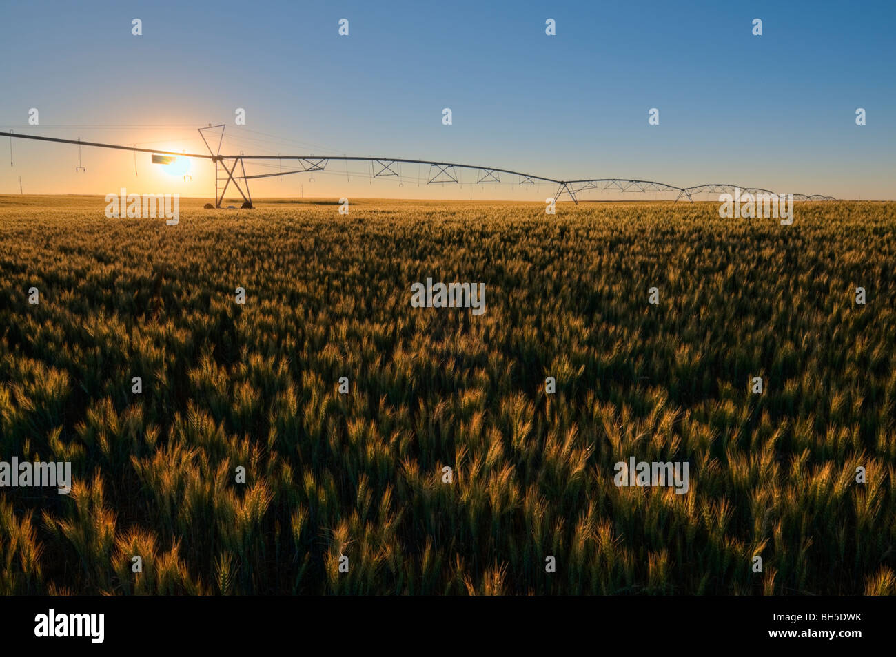 wheat field and irrigation system Stock Photo - Alamy
