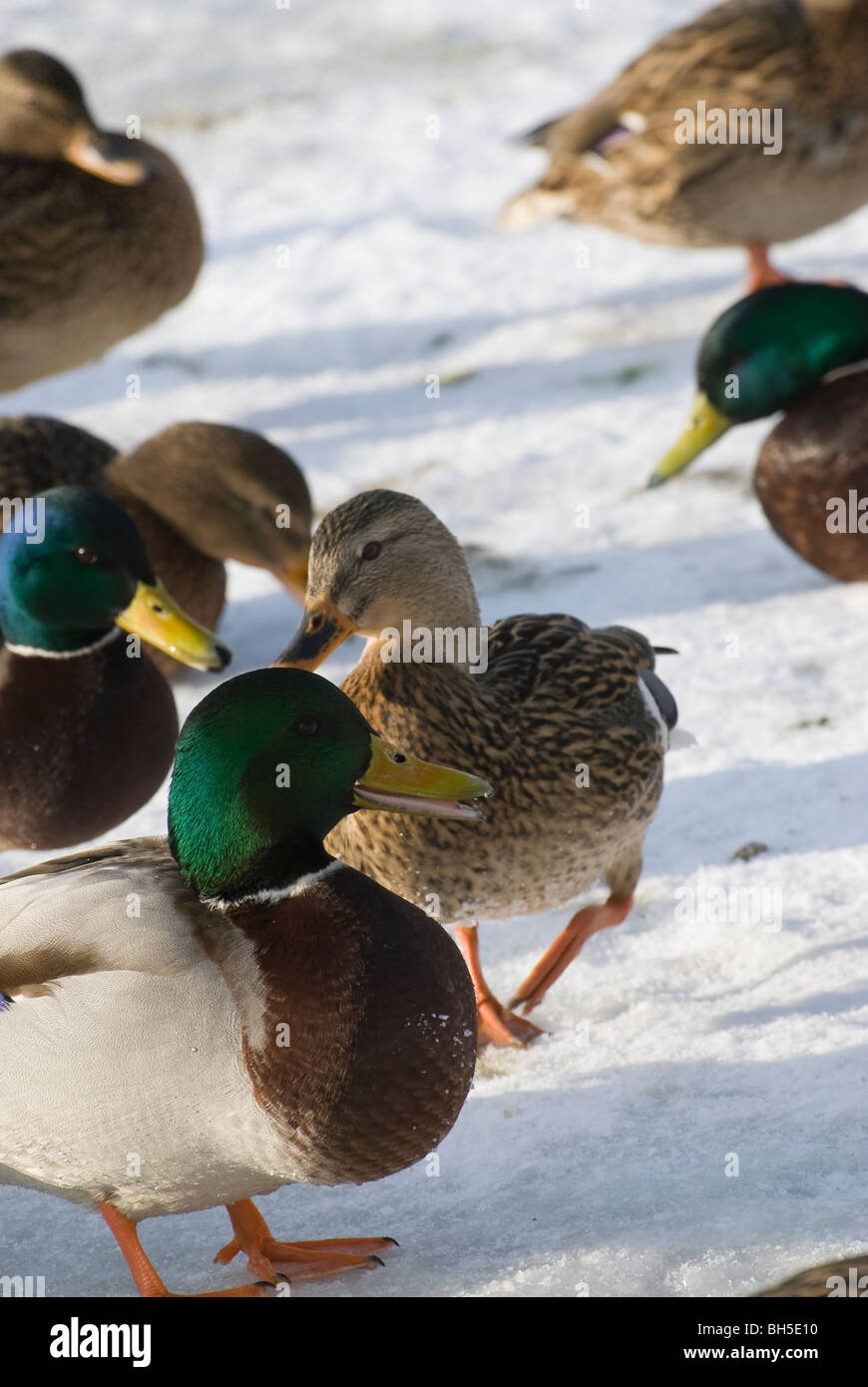 Wild ducks staying on the pond ice Stock Photo - Alamy