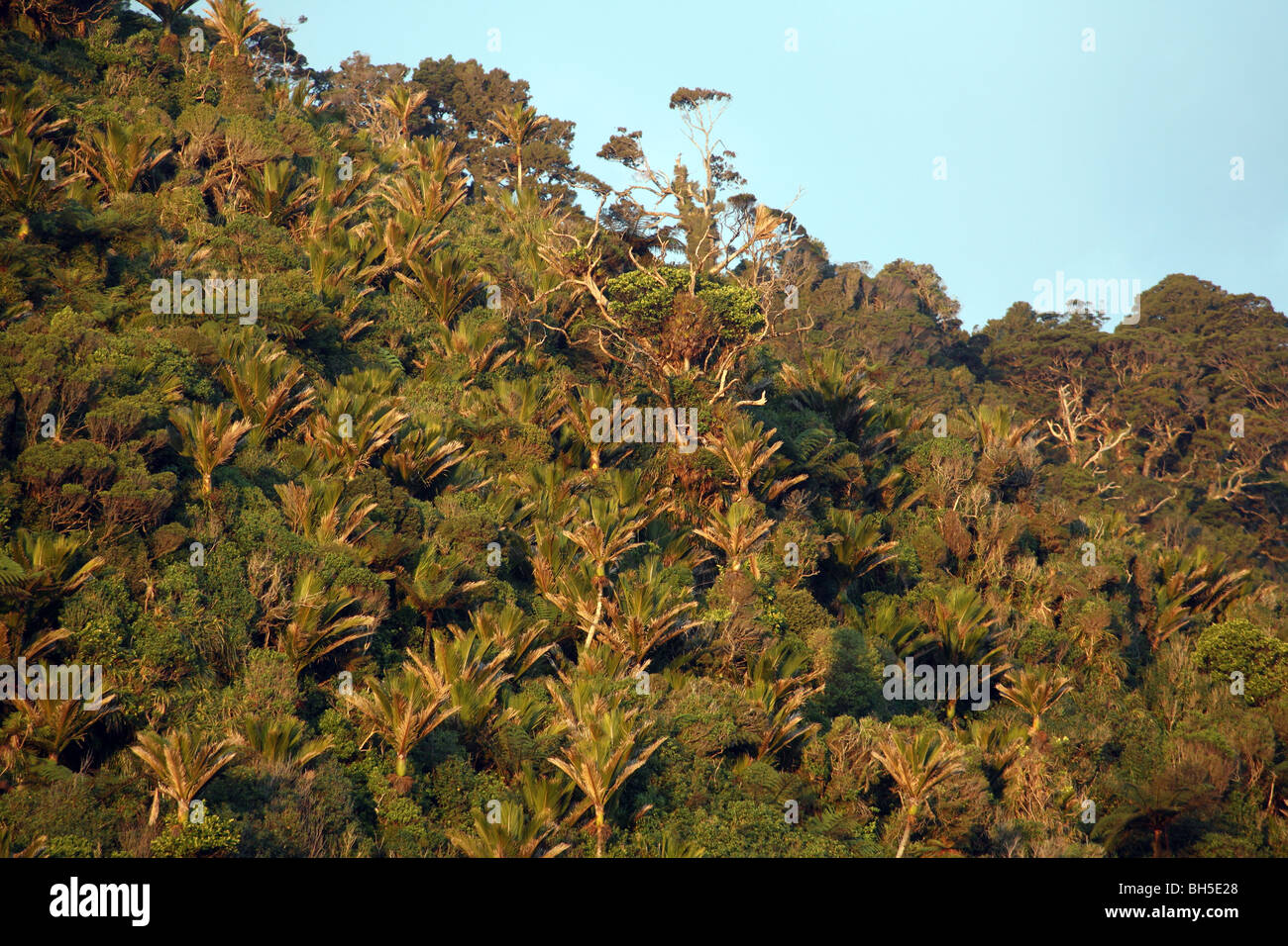 Nikau Palm in Paparoa National Park. Paparoa, West Coast, South Island ...